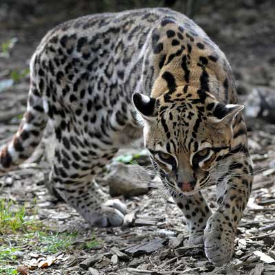 ocelot-behavior.htm